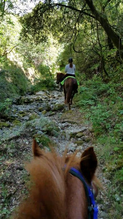 Barefoot with Hoof Armor Tera Allen - Hoof Armor®