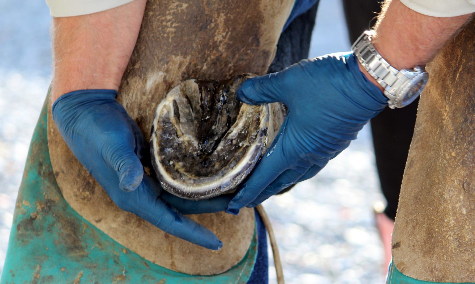 How to Apply Hoof Armor - Hoof Armor®