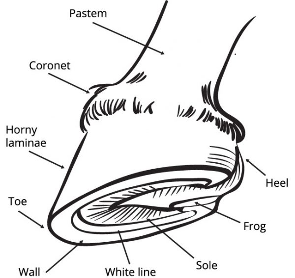 Hoof Armor Kits - Hoof Armor®
